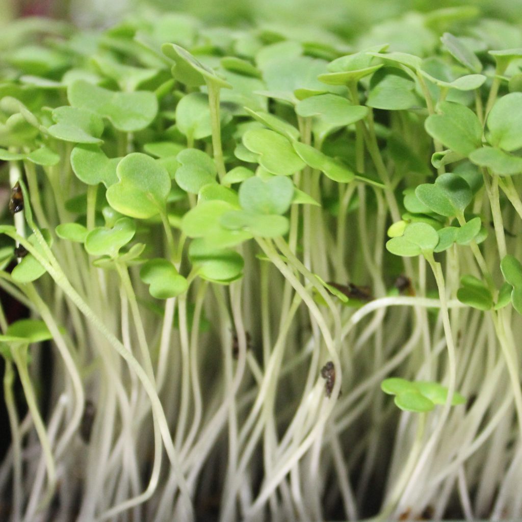 Microgreens - Amazing Health Benefits & Taste | NY Region