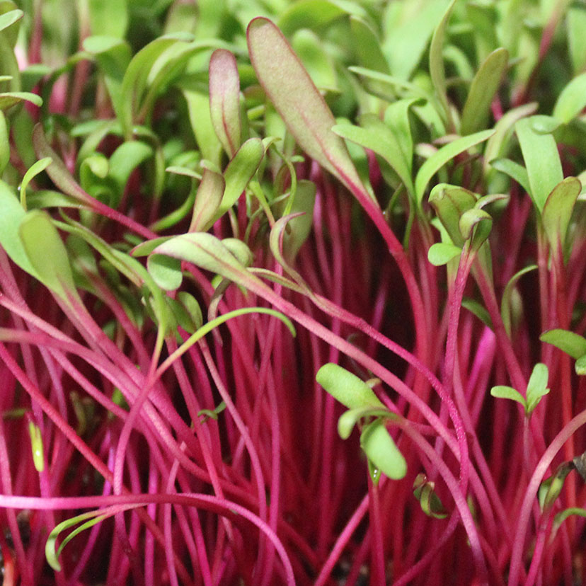 Microgreens - Amazing Health Benefits & Taste | NY Region