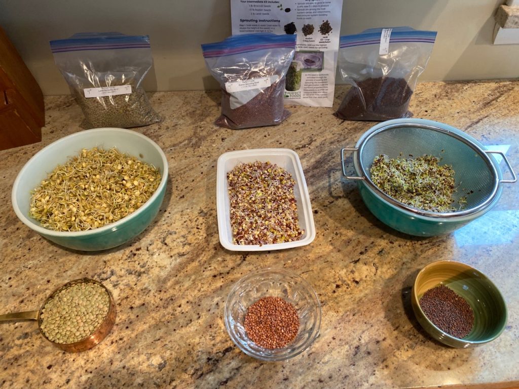 Beginner Sprouting Kit | 800wheatgrass.com
