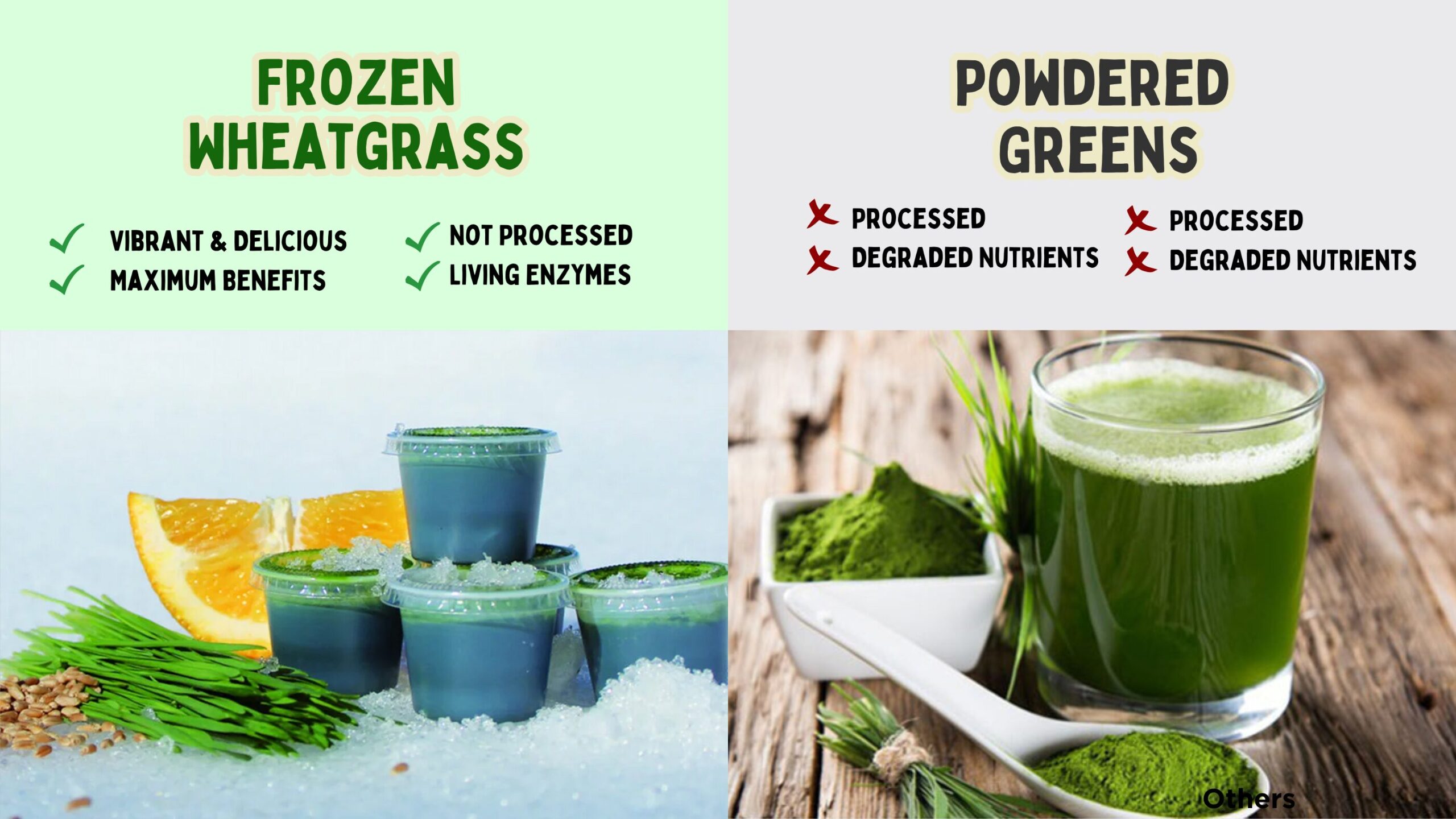 Frozen Wheatgrass Funnel | 800wheatgrass.com