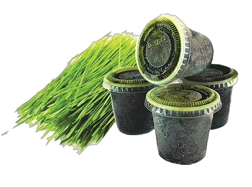 Frozen Wheatgrass Funnel | 800wheatgrass.com