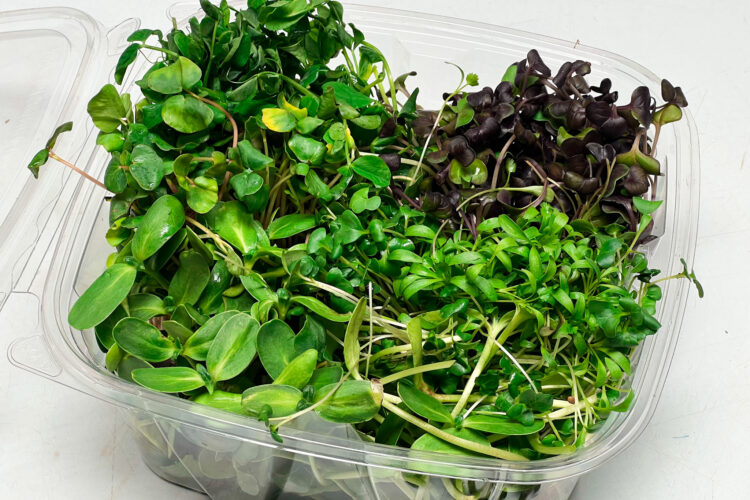 Color Mix Microgreens - Fresh, Organic | 800wheatgrass.com